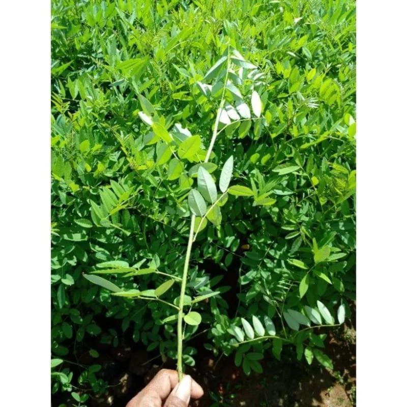 Jual bibit indigofera pakan ternak | Shopee Indonesia