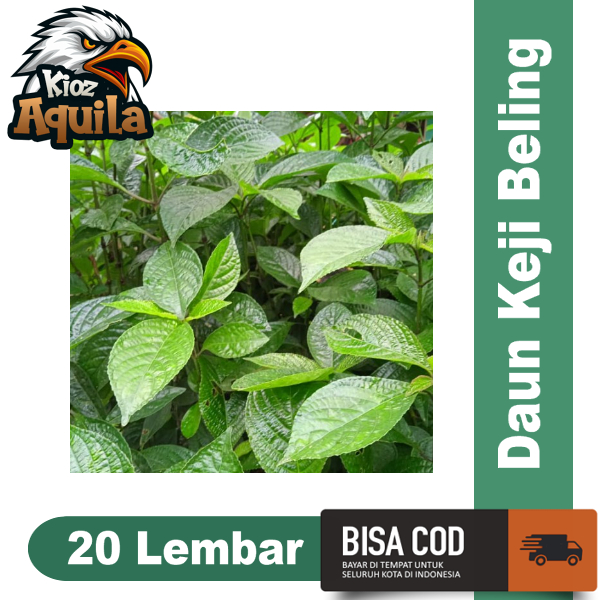 Jual Daun Keji Beling Per 20 Lembar | Shopee Indonesia