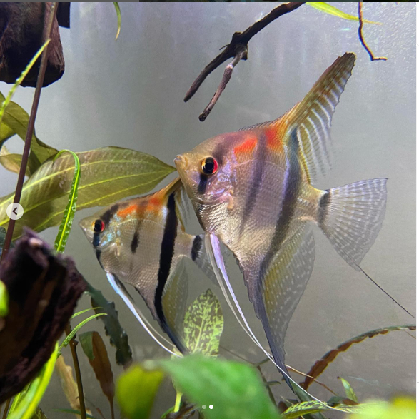 Jual MENFISH REDBACK MANACAPURU MURAH | Shopee Indonesia