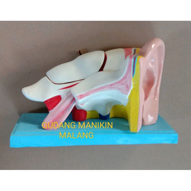 Jual ANATOMI TELINGA / MANIKIN / PHANTOM KUPING / ALAT PERAGA /TORSO ...