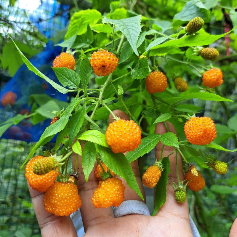 Jual Bibit Native Raspberry ( buah berwarna orange) - rubus sumatranus ...