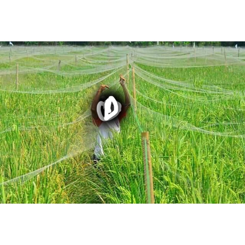 Jual jaring pelindung padi/jaring pelindung padi dari serangan burung ...