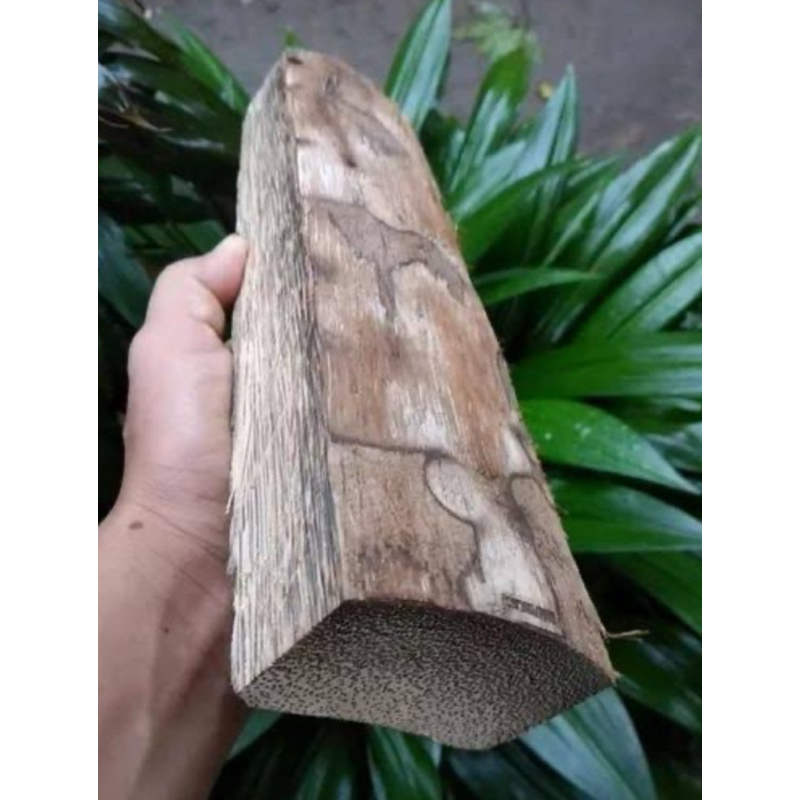 Jual Batang ruyung kawung batang ruyung aren P 30 cm L 5 cm-az | Shopee ...