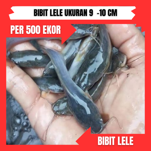 Jual Bibit lele ukuran 9 - 10 cm per 500 ekor di bandung | Shopee Indonesia