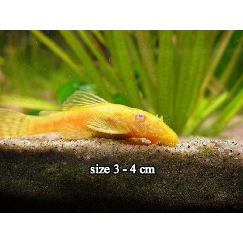 Jual Brushmouth Albino / Pleco L144 3-4 Cm | Shopee Indonesia