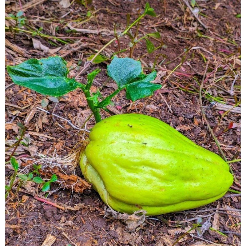 Jual BIBIT LABU SIAM ANGGUR SUPER JUMBO ORIGINAL100% | Shopee Indonesia
