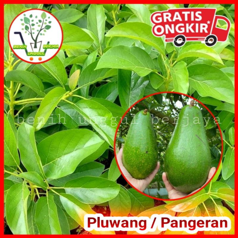 Jual Bibit Alpukat Pluwang Valid / Alpukat Pangeran / Alpukat Green ...
