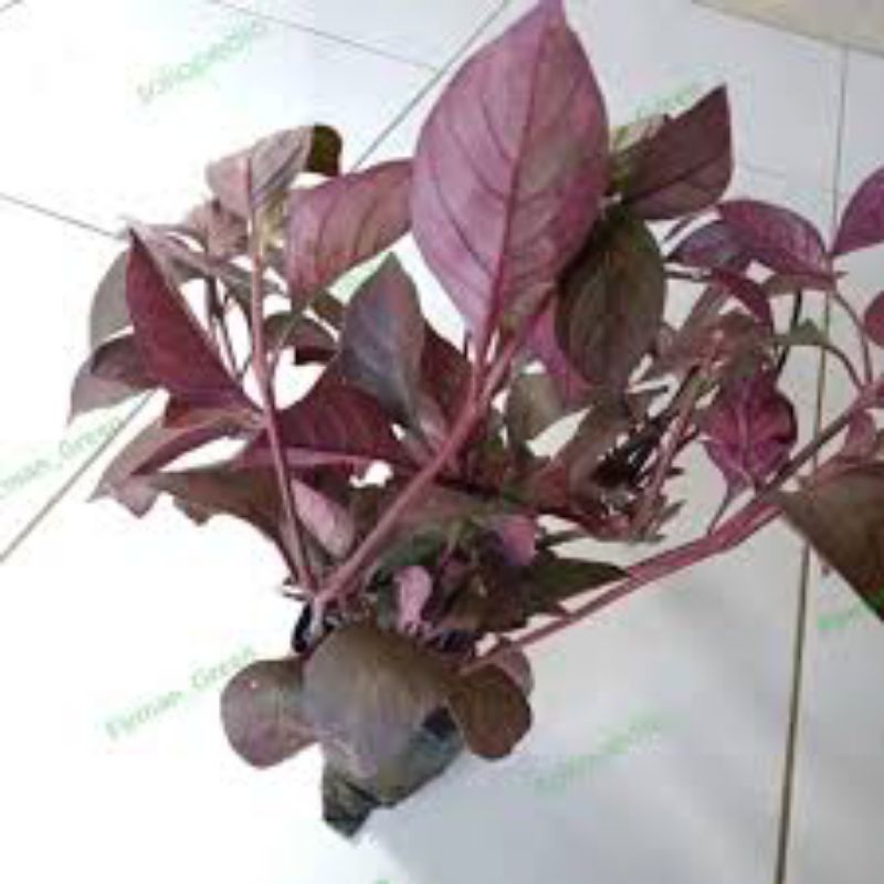 Jual daun ungu/handeuleum obat ambeiyen/berak darah 150g | Shopee Indonesia