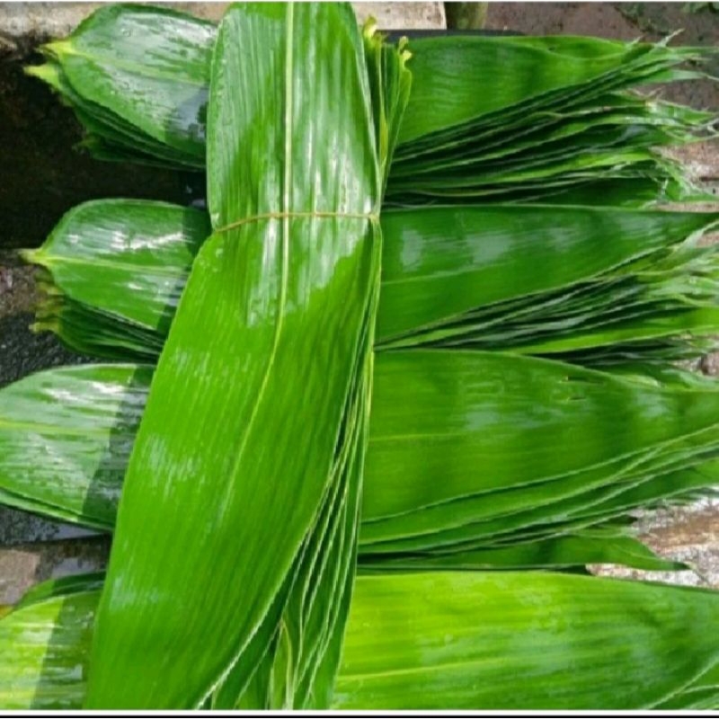 Jual 100 biji daun bambu segar buat bungkus bacang/bakcang | Shopee ...