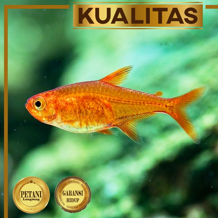 Jual Amandae Ember Tetra (isi 4) Ikan Hias Aquascape Hiasan Aquarium ...