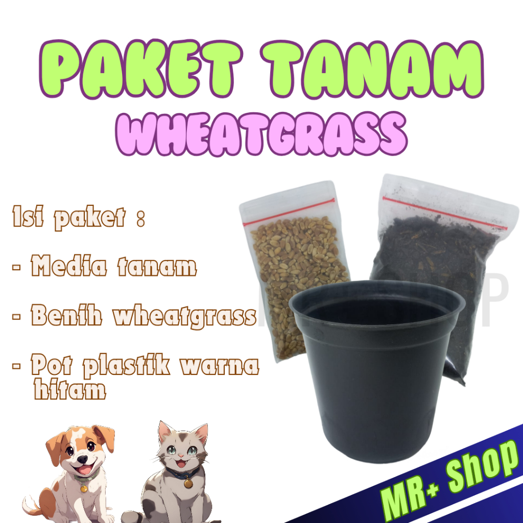 Jual Rumput Kucing Paket Tanam Benih Gandum Wheatgrass Paket Lengkap ...