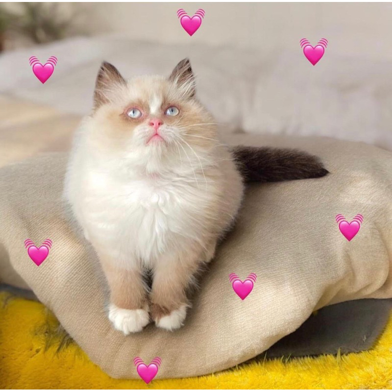 Jual boneka hidup anak kucing ragdoll | Shopee Indonesia