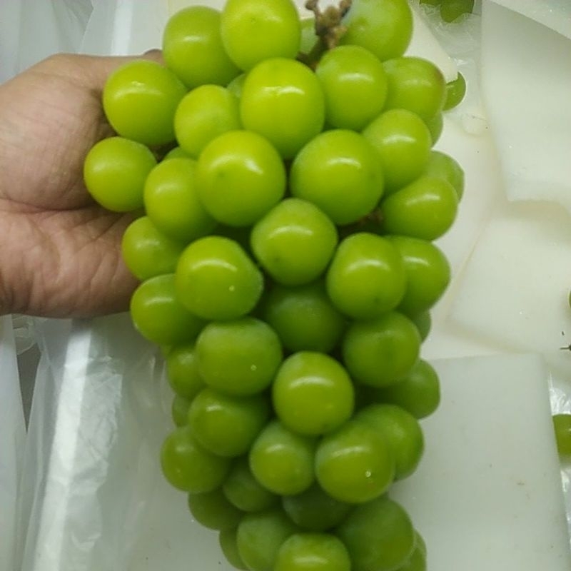 Jual buah anggur ivory seedles 1 kg / anggur muscat seedles 1 kg ...