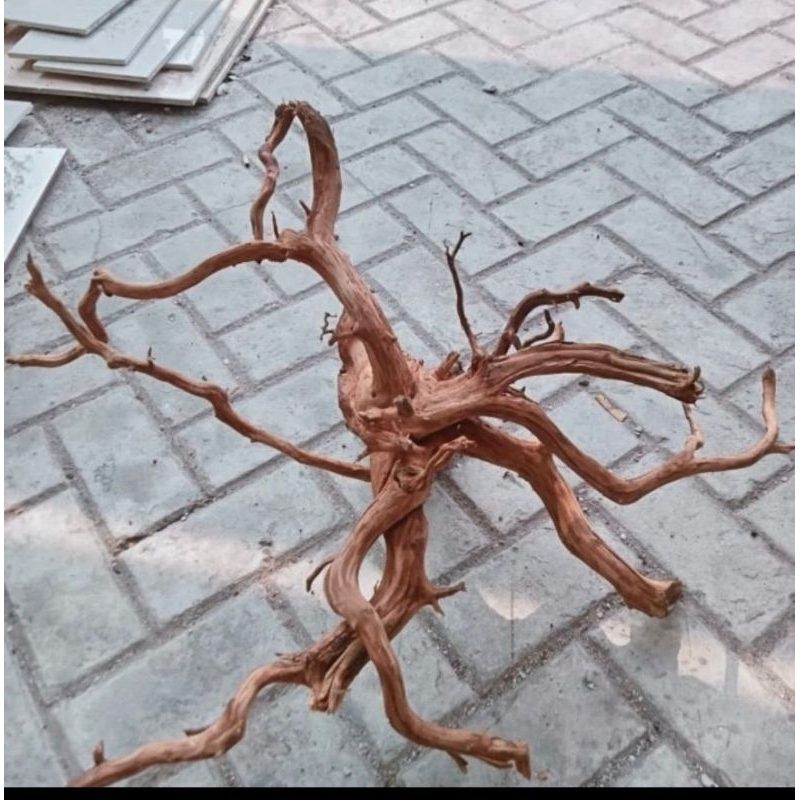 Jual Kayu Aquascape Paduan Tanaman Hias Aquarium Jenis Akar Rasamala ...