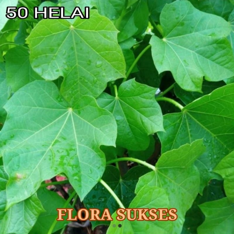 Jual 50 Lembar Daun Jarak Pagar Siap Petik | Shopee Indonesia