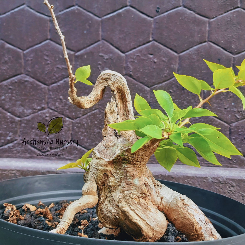 Jual Bunga Bougenvile,Bunga Kertas | Bonsai BOBO / Bougenvile | Shopee ...