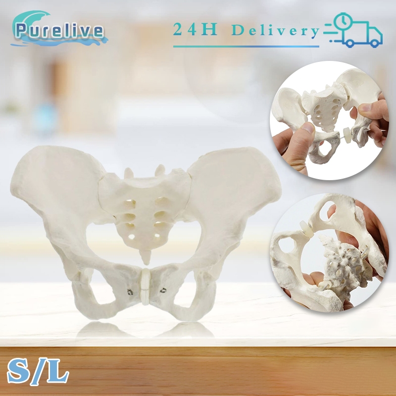 Jual Kerangka Panggul Female Alat Panggul Anatomy Teaching Model ... Jual Kerangka Panggul Female Alat Panggul Anatomy Teaching Model ...