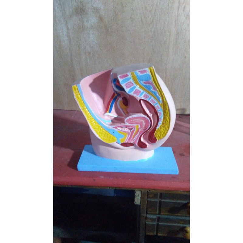 Jual Phantom Reproduksi Panggul Wanita/Reproduksi Wanita/Panggul ...