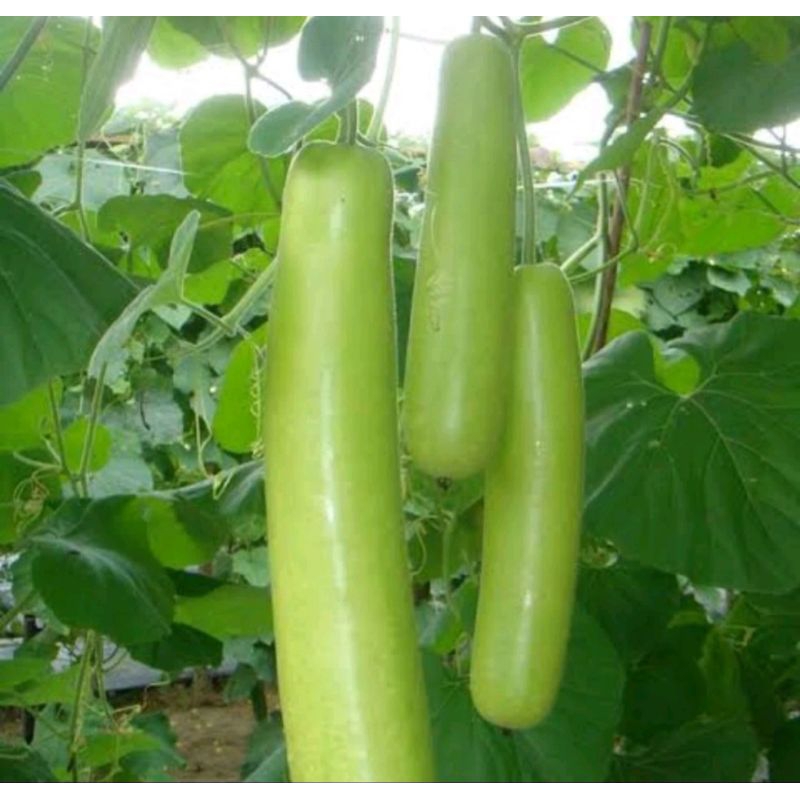 Jual 2 butir benih labu air panjang(belonceng) | Shopee Indonesia