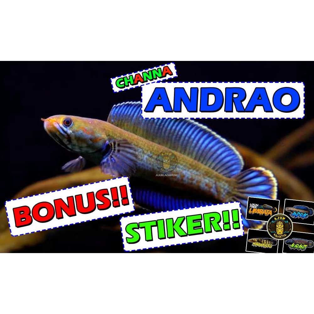 Jual Andrao Super Gondrong A+ (Bonus Sticker) | Shopee Indonesia