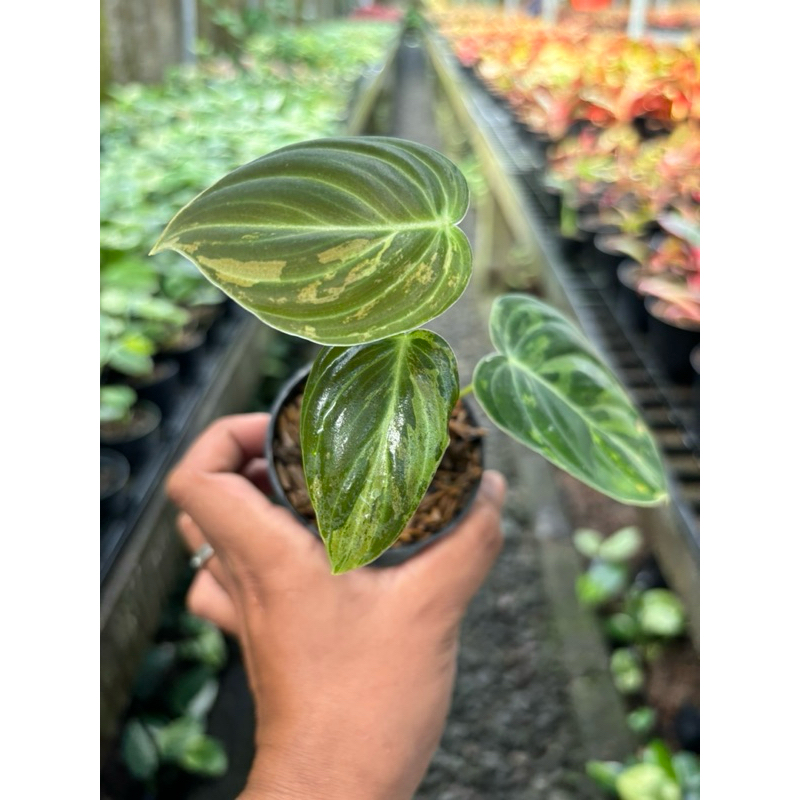 Jual Philodendron Melano Varigata melanochrysum tanaman melano var ...