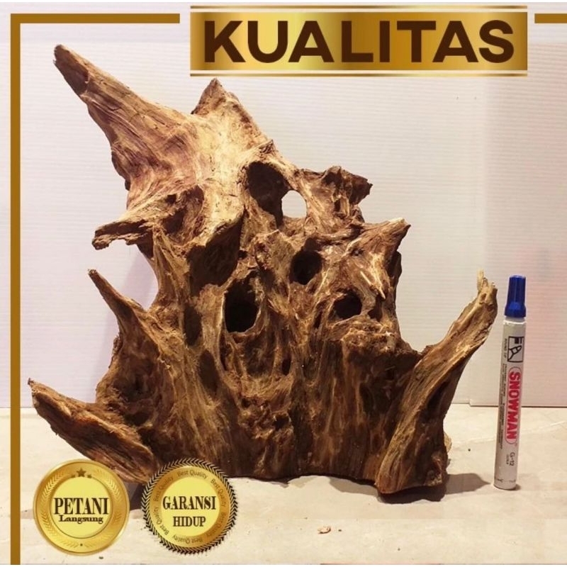 Jual Kayu Rentek XL (40x20cm) Hiasan Aquarium Aquascape Paduan Tanaman ...