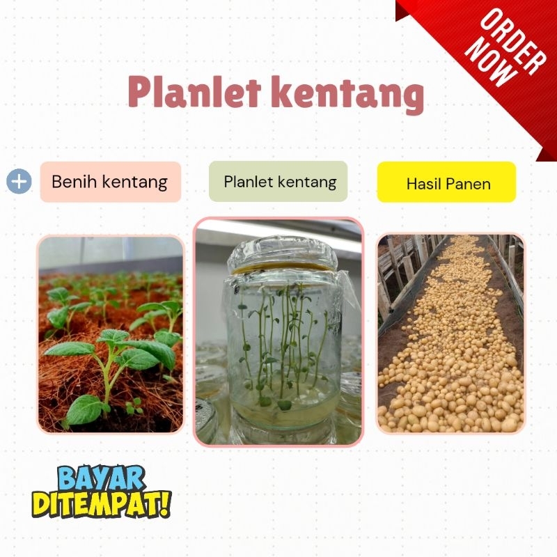 Jual MURAH! 2 Botol Planlet Kentang Produksi Kultur Jaringan DaFa ...