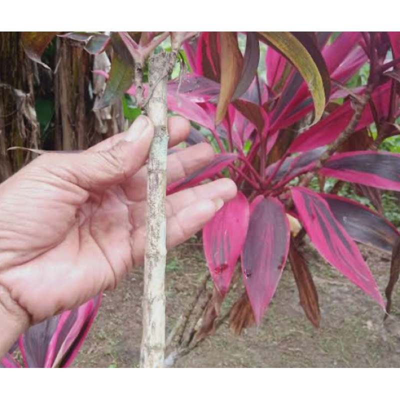 Jual Bibit batang daun andong merah atau hanjuang merah 1 kg | Shopee ...