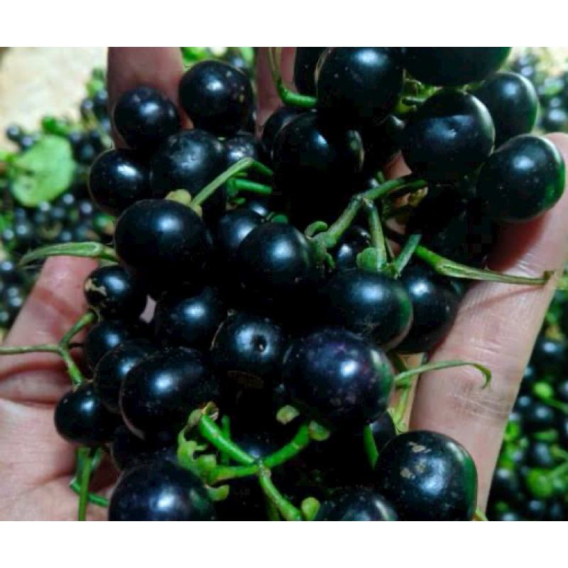 Jual Benih buah ranti / benih buah leunca isi 100 hitam-az | Shopee ...