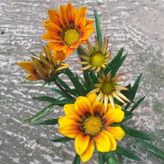 Jual Tanaman Hias Bunga Matahari Mini, Tanaman Hias Sablum, Tanaman ...