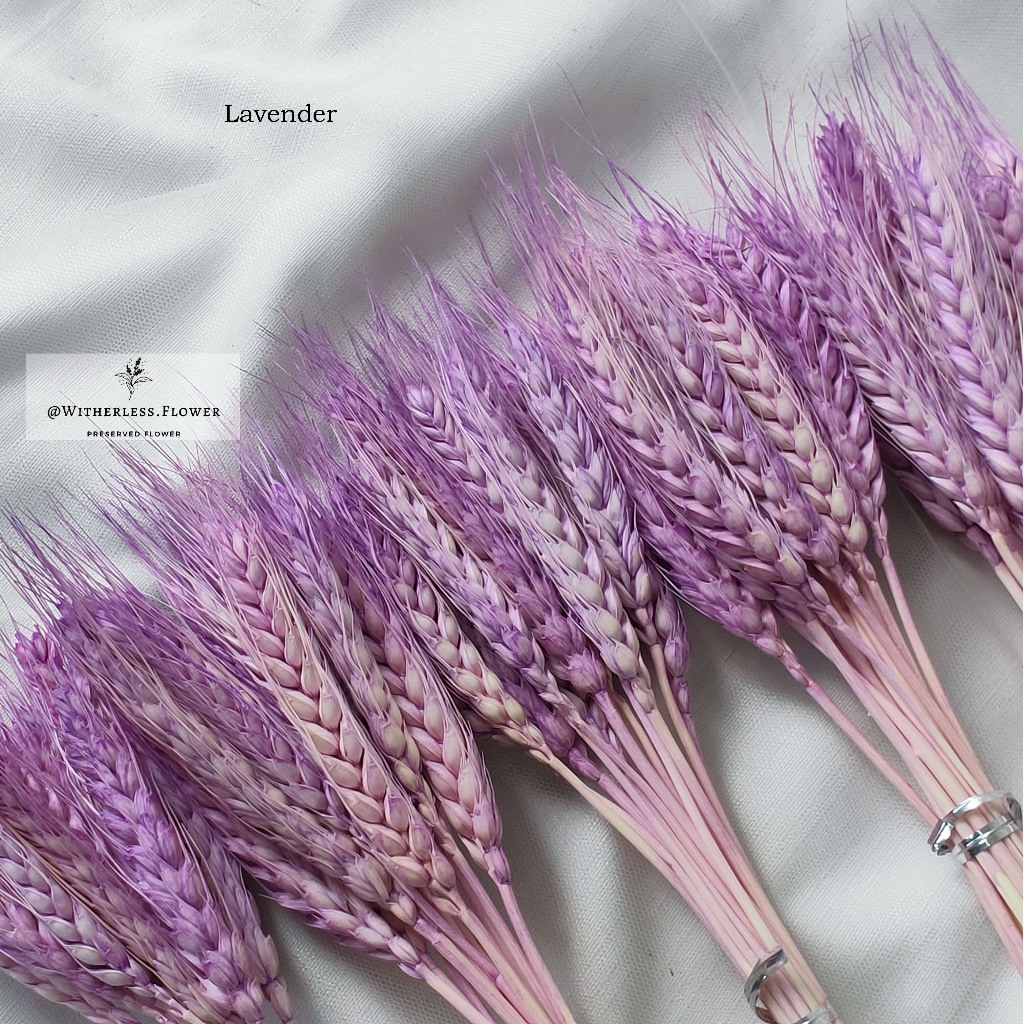 Jual 15 Tangkai Dried Wheat Flower Gandum / Dried Flower / Bunga Kering ...