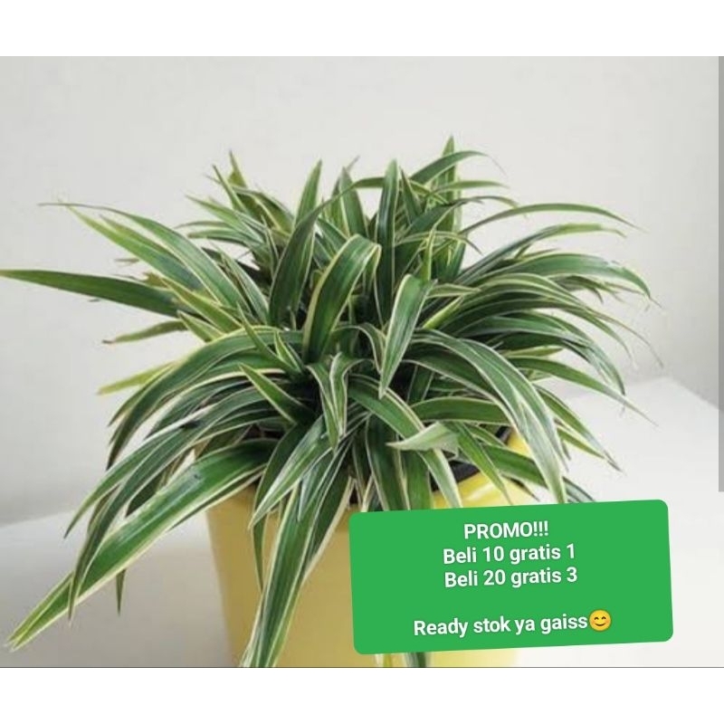 Jual Tanaman hias lily paris spider pesan 10 bonus 1 tanaman / Tanaman ...