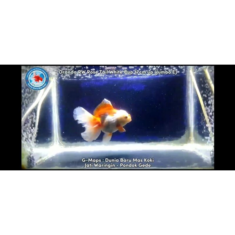 Jual Ikan Mas Koki Oranda RW Rose Tail White Cup 17cm up (Jumbo ...