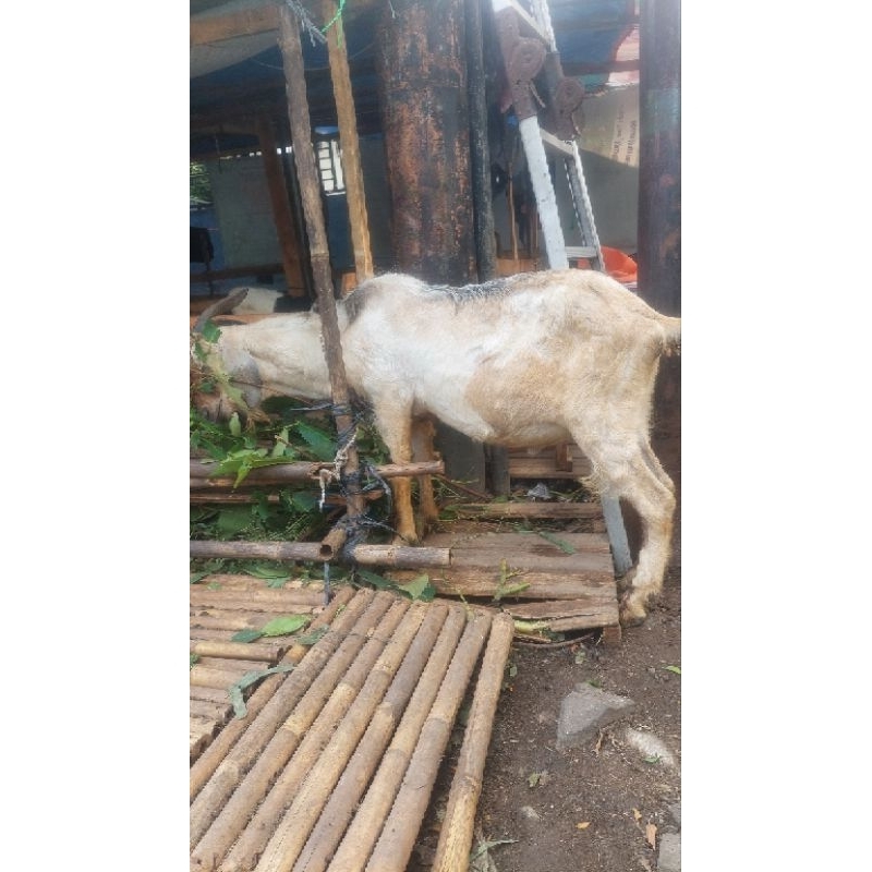 Jual Kambing Qurban 40 KG ++ | Shopee Indonesia