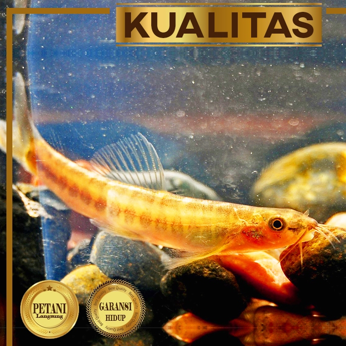 Jual Barred Loach Ikan Hias Pembersih Aquascape Hiasan Aquarium Tanaman ...