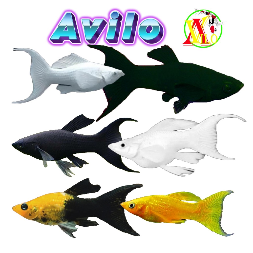 Jual paket 10 ekor ikan hias molly panjang ekor cagak cawang rendom ...
