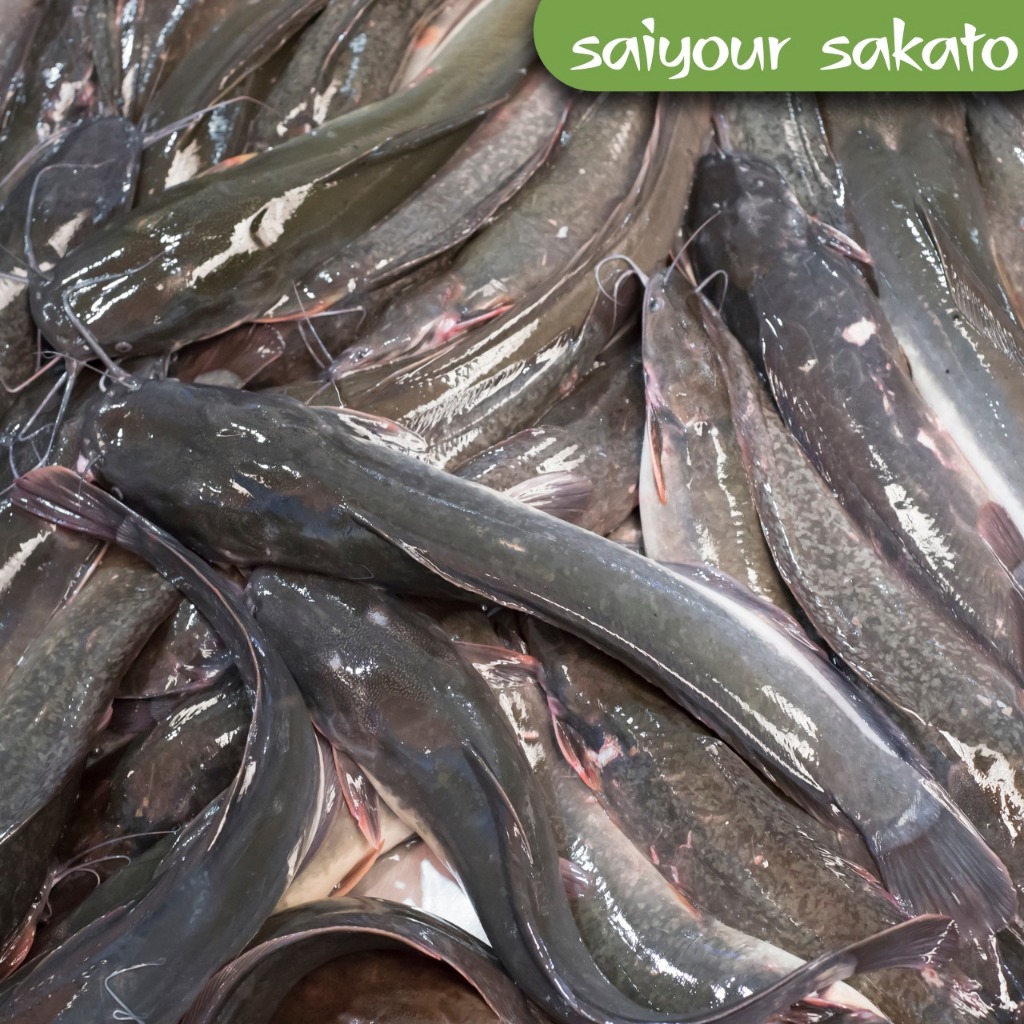 Jual Ikan Lele Segar - Saiyour Sakato | Shopee Indonesia