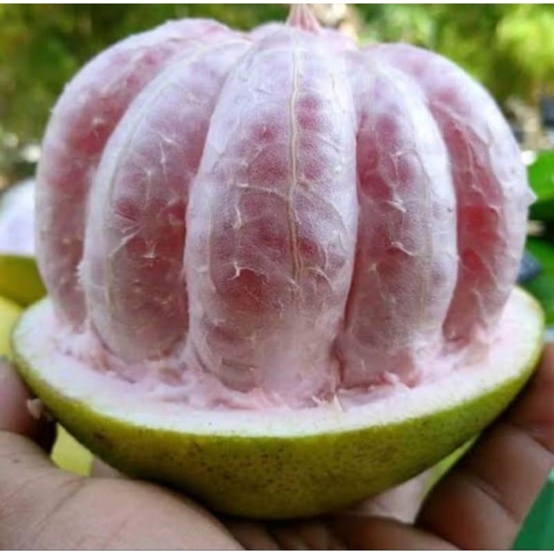 Jual 2 Bibit Biji Benih Jeruk Bali Pamelo isi Warna Merah | Shopee ...