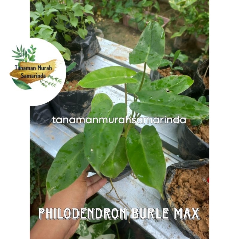 Jual TMS~ Philodendron Burle max varigata philo brekele varigata philo ...