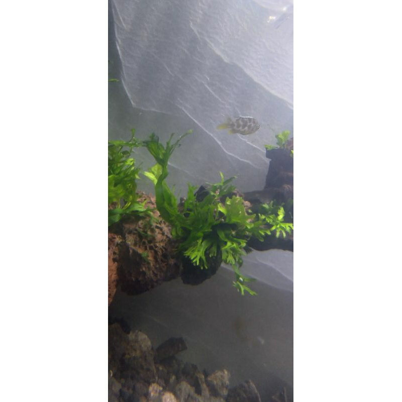 Jual aquascape sesuai request waterfall air tejun | Shopee Indonesia