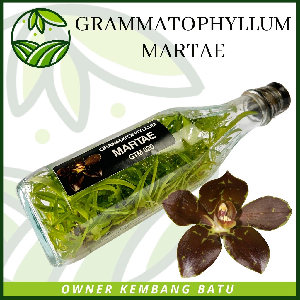 Jual Anggrek Botol Grammatophyllum MARTAE Kondisi Siap Aklim Sundul ...