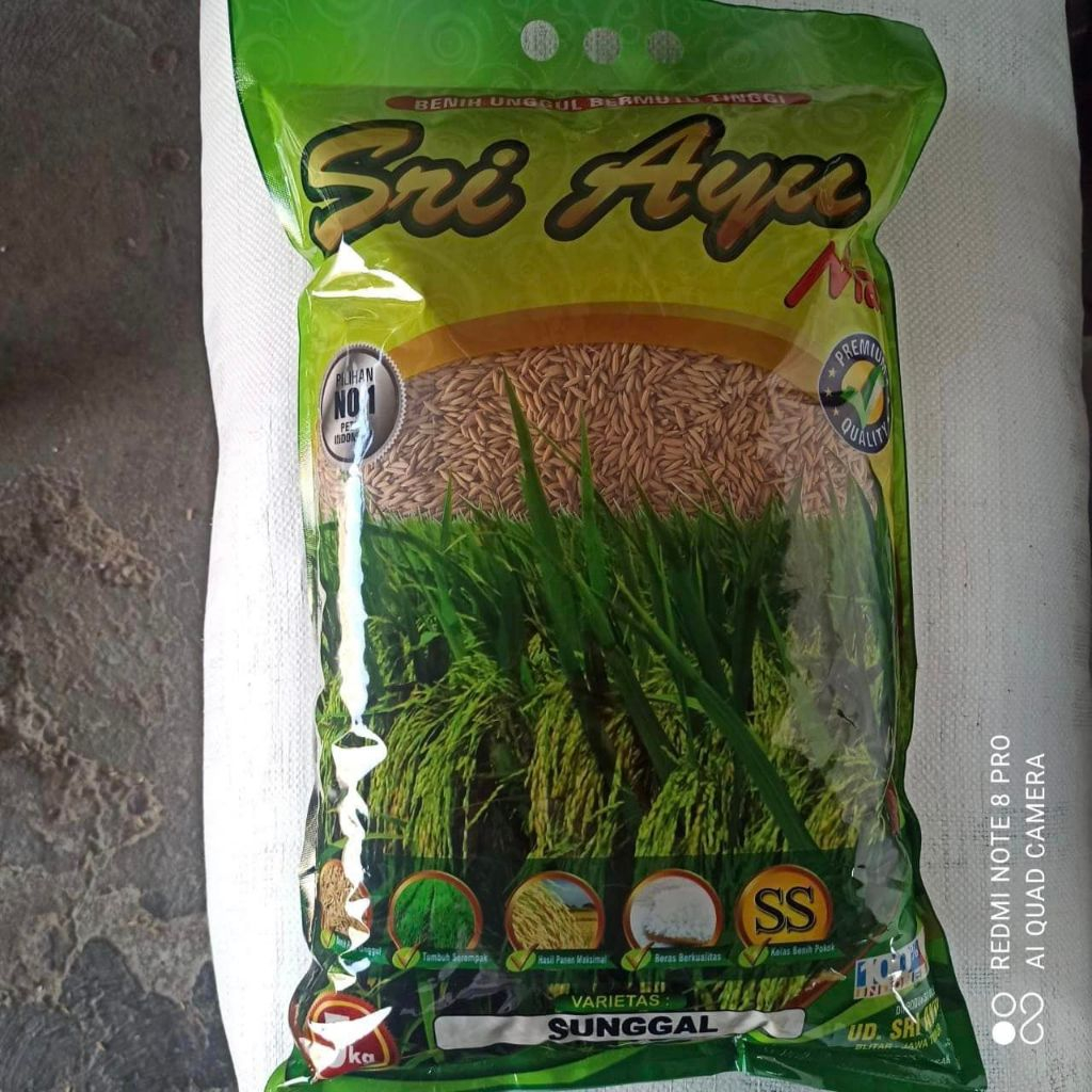 Jual Biji Padi Unggul Sunggal Sri Ayu 5KG | Shopee Indonesia