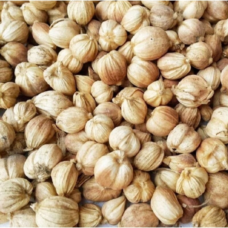 Jual Kapol laga kering 100-250 gram | Shopee Indonesia