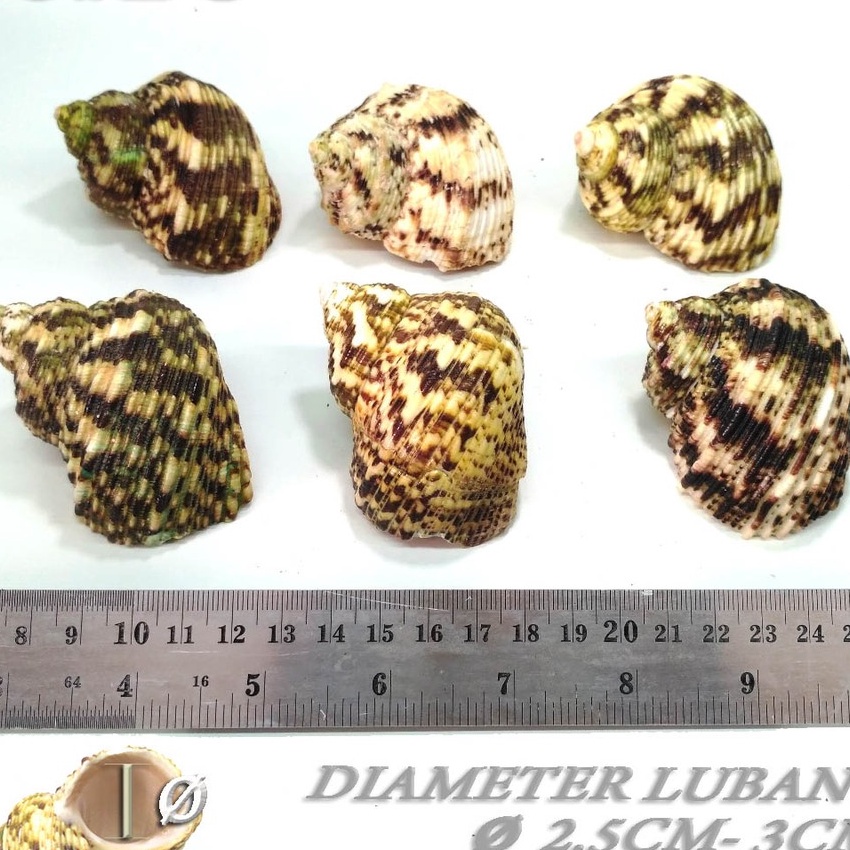 Jual Premium Turbo shell cangkang rumah kelomang umang hermit crab ...