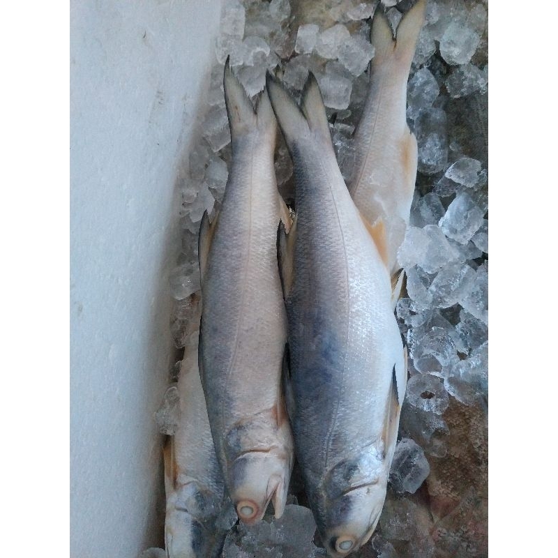 Jual Ikan kuro senangin segar | Shopee Indonesia
