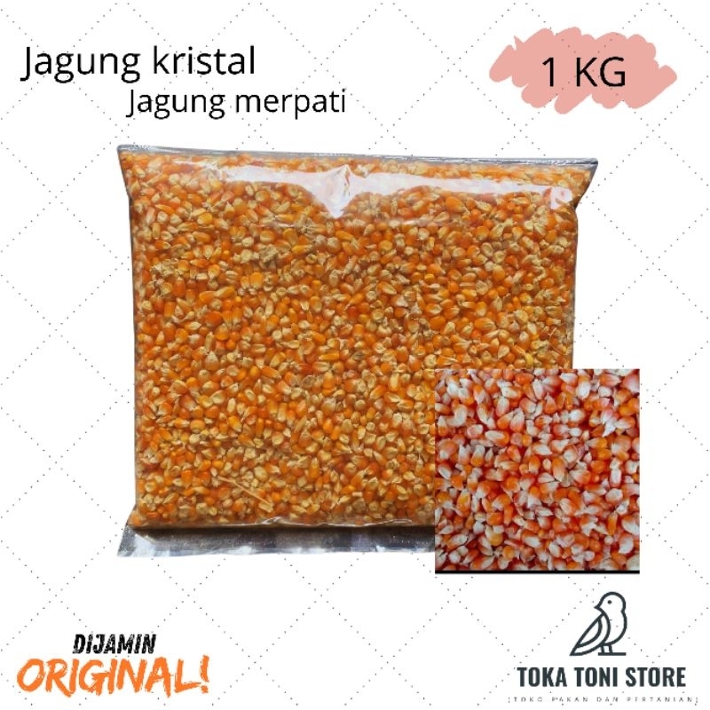 Jual [Agen] Pakan Burung Merpati Jagung Kristal || Pakan Burung Dara ...