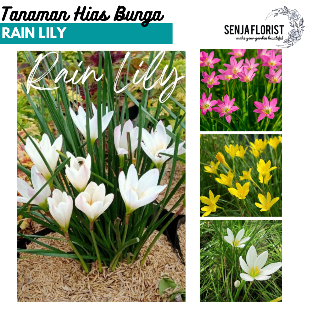 Jual Tanaman Hias Rain Lily/Bunga Hujan/Bawang - Bawangan | Shopee ...