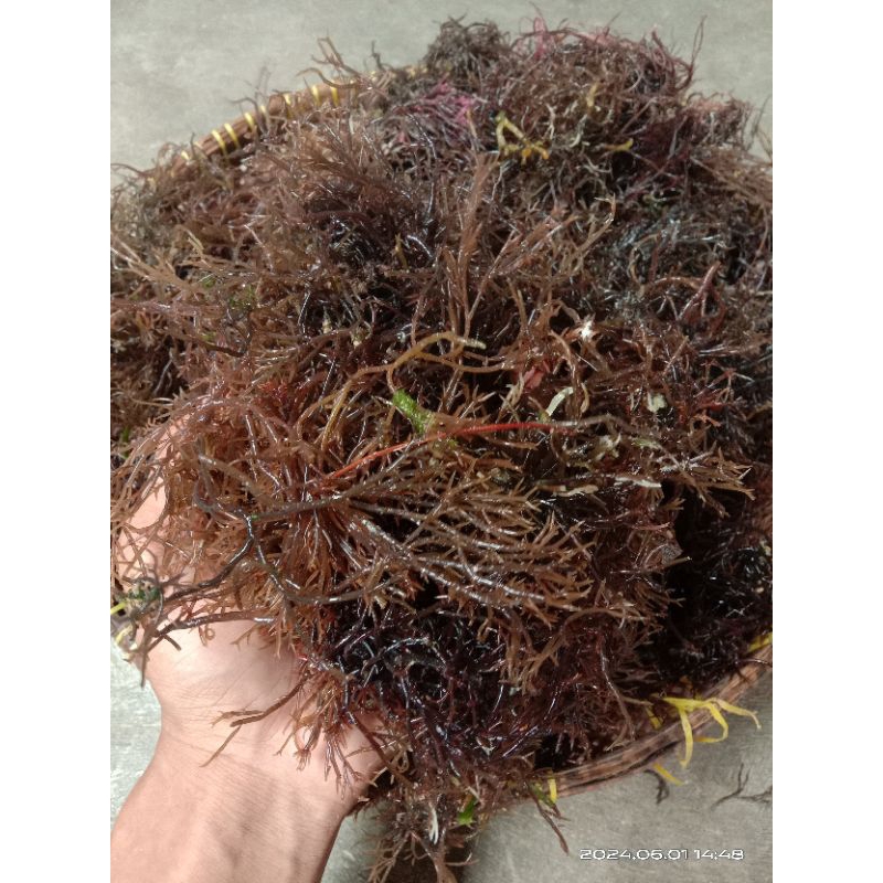Jual rumput laut merah fresh~rumput laut merah segar 3kg | Shopee Indonesia