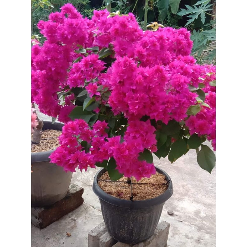 Jual Bugenvil Hawai merah fanta berbunga bibit | Shopee Indonesia