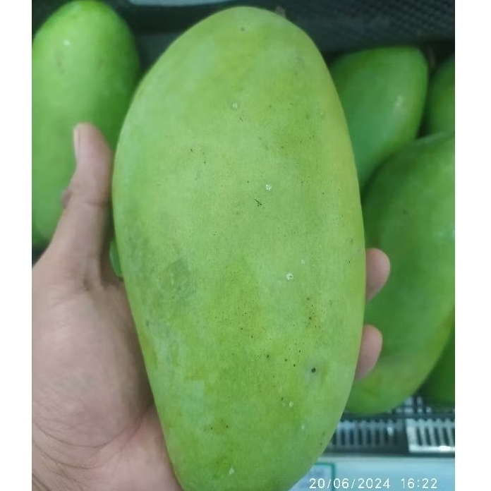 Jual buah mangga kiojay thailand / mangga thailand kiojay | Shopee ...